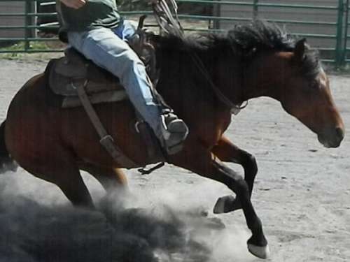 Rocking G Performance Horses on EquineNow