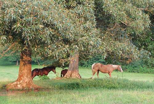 Rolling Rock Farm on EquineNow