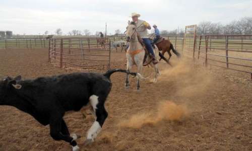 County Line Livestock on EquineNow