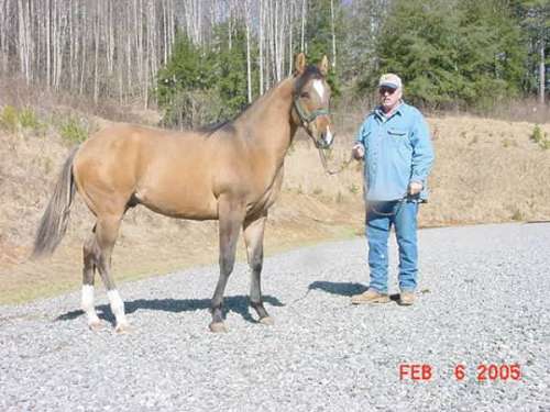 SOUTHERN COMFORT RANCH on EquineNow