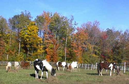 Rocking H Ranch on EquineNow