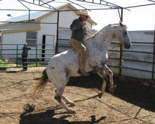 Running Iron on EquineNow