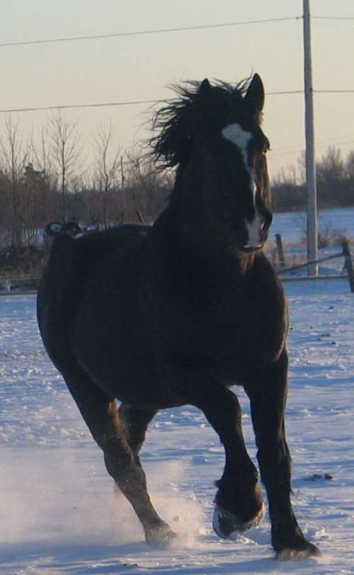 Irish Creek Percherons on EquineNow