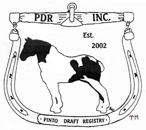 Pecos Pinto Draft Horses on EquineNow