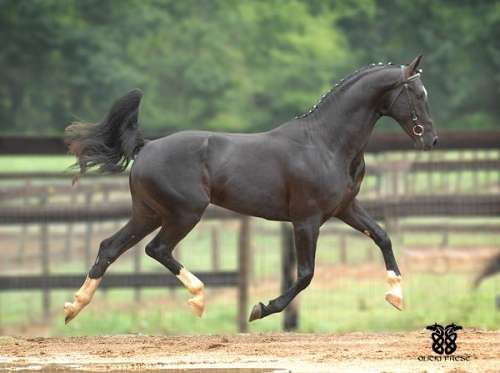 Centaur Farms on EquineNow