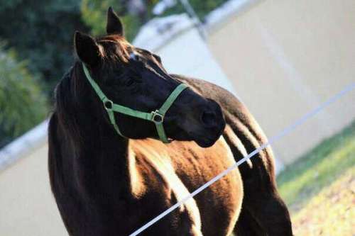 Jet Set Stables on EquineNow