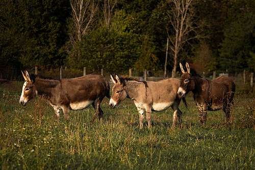 Double R Farms on EquineNow