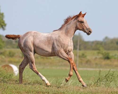 Rock Solid Quarter Horses on EquineNow