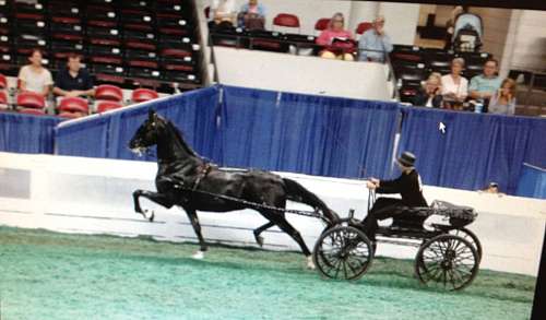 Wheeler Stables on EquineNow