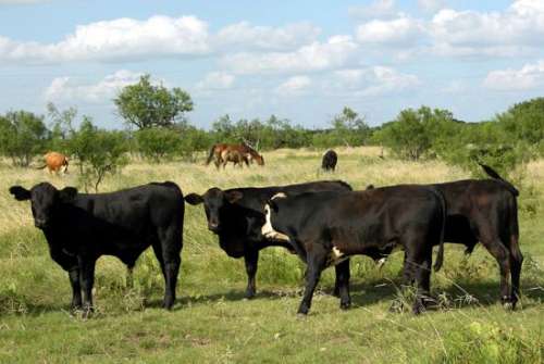 L Bar 7 Ranch on EquineNow