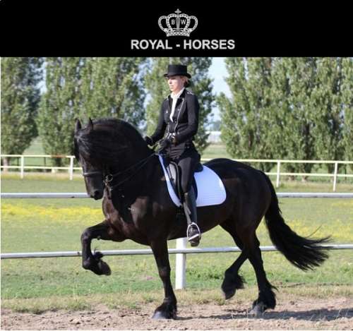 Royal Horses on EquineNow