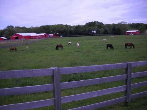 Circle P Ranch on EquineNow