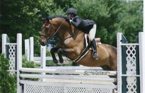 parkside show stables on EquineNow