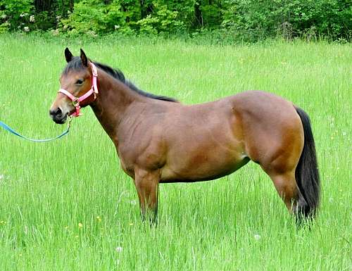 2K Performance Horses on EquineNow