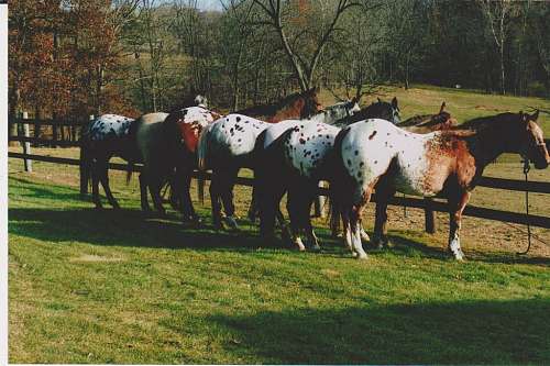 Sunset Ranch Appaloosas on EquineNow