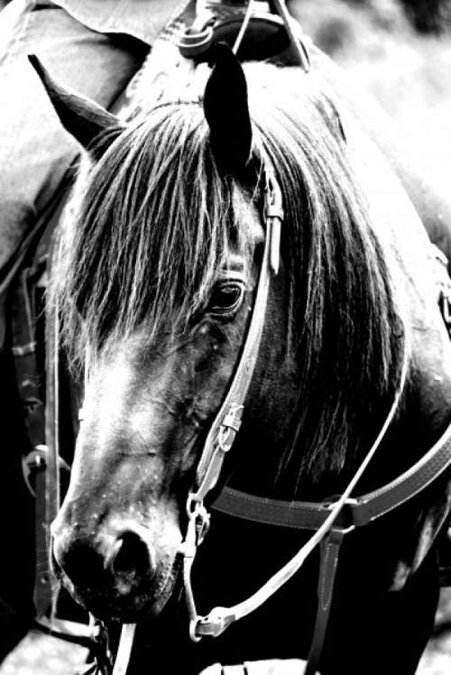 Yellow Horse LLC on EquineNow