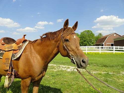 West Wind Stables on EquineNow