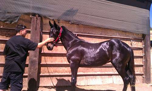 SAN JOSE on EquineNow