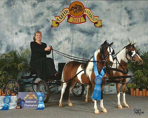 Mini Cedars Miniature Horse Farm on EquineNow