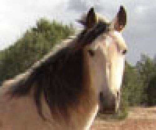 Wild Lilly Walkers on EquineNow