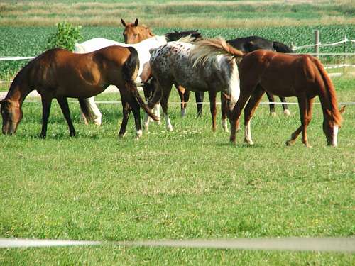 Triple E Ranch on EquineNow