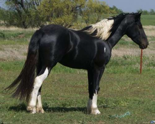 Feathers and Forelocks on EquineNow