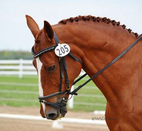 Diamond In The Rough on EquineNow