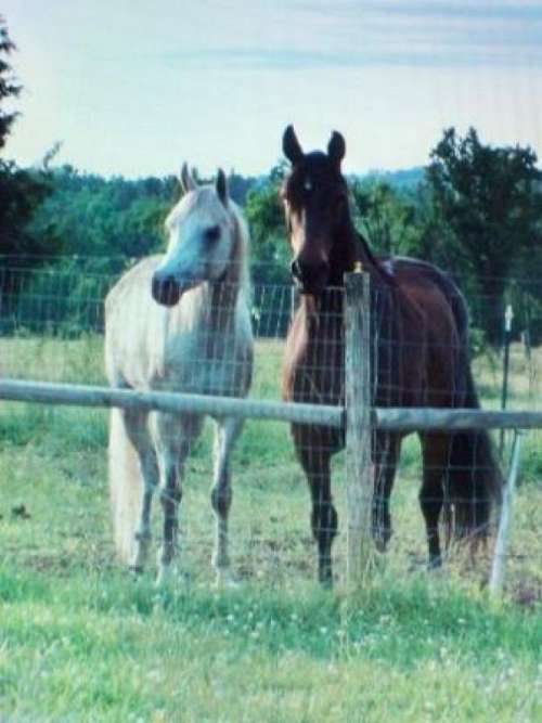 Regency Farms on EquineNow