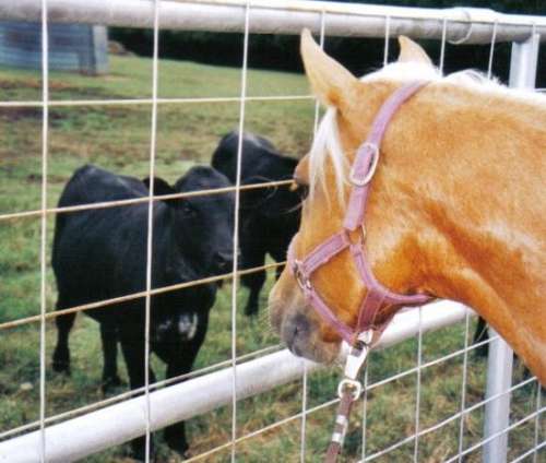 Bar HD Ranch on EquineNow