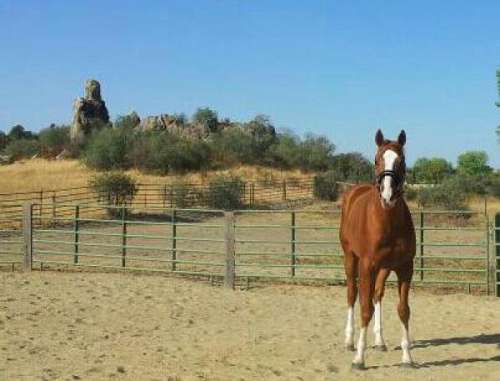 Red Poppy Ranch on EquineNow