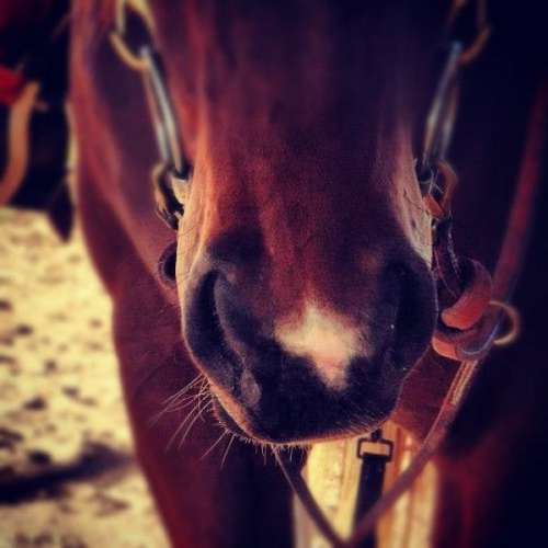 One Red Horse on EquineNow