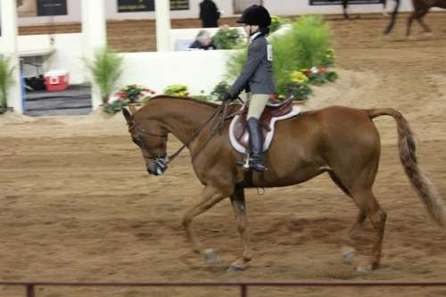 Trinity Stables on EquineNow