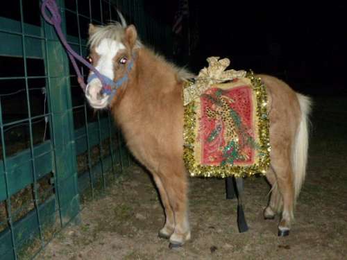 Rodeo Miniature Horse Ranch on EquineNow