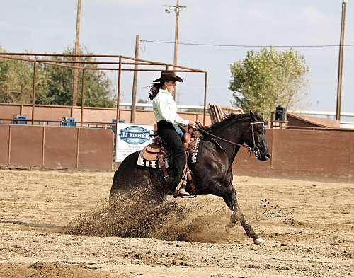 BLC Performance Horses on EquineNow
