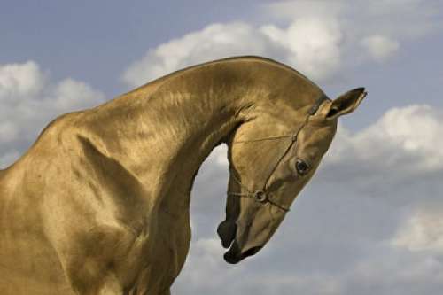 Argamak Stud Canada on EquineNow