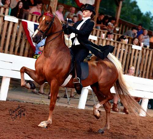 Clouse Stable Training Sales Riding Lessons on EquineNow