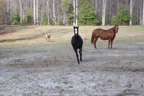 SHIRE REEVE on EquineNow