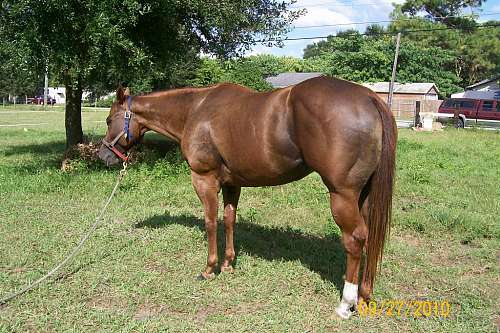 Omega Horse Solutions on EquineNow