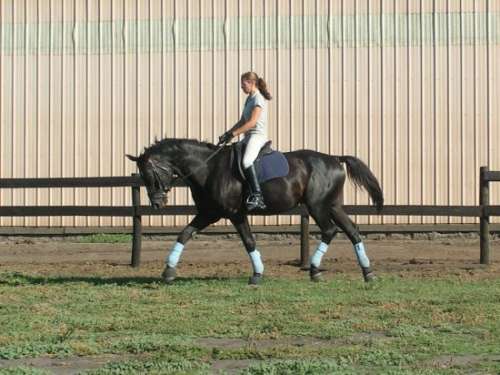 Silver Wind Stable on EquineNow