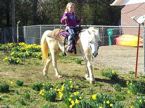 crystal Reves on EquineNow