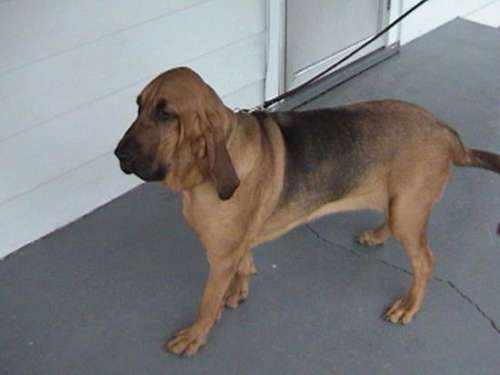 Thunder valley Bloodhounds on EquineNow