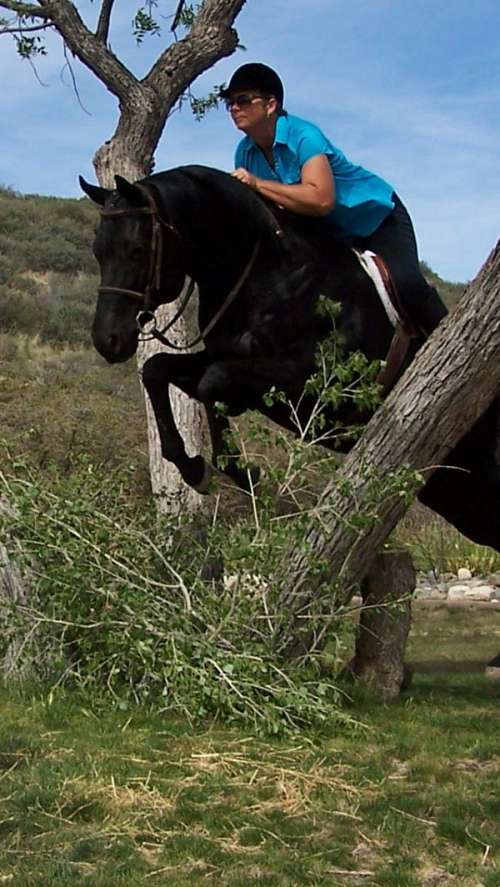 Real Horses at the Sandam Ranch on EquineNow