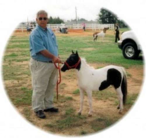 BANKS MINIATURE HORSES FARM on EquineNow