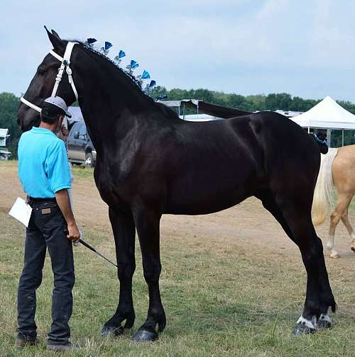 BlackMist Percherons on EquineNow