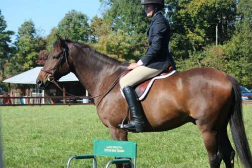 Stable Hands LLC on EquineNow