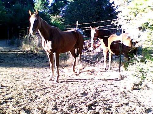 The Marshall Ranch on EquineNow