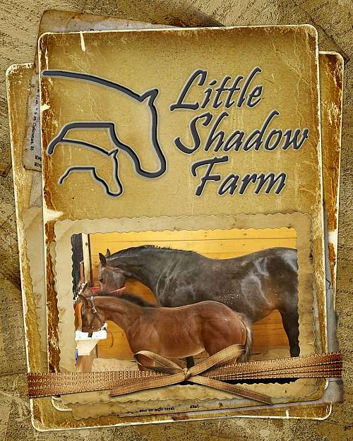 Little Shadow Farm on EquineNow