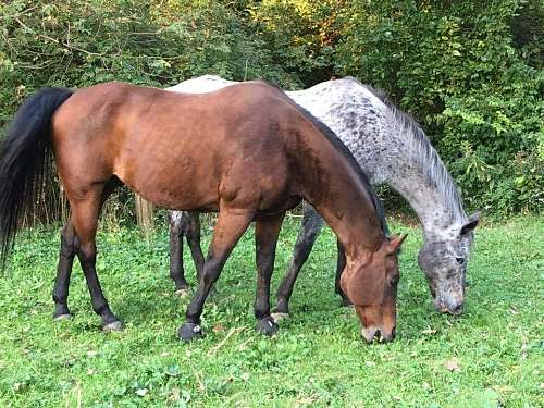 Pony Tails Riding Center on EquineNow