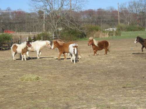 Lil Wippersnapper's Miniature Horse Farm on EquineNow