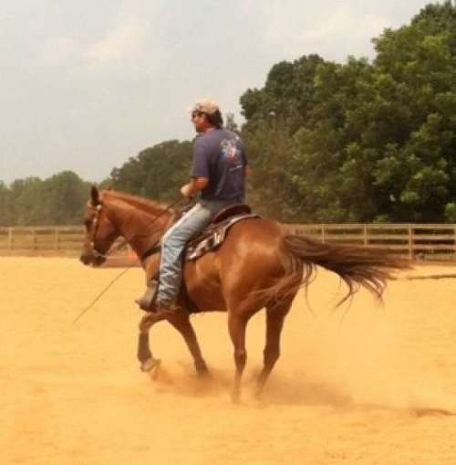 Jeff Hanson Performance Horses on EquineNow